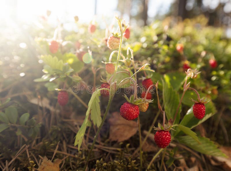 Wild Strawberries at Sunset in a Pine Forest. Stock Photo - Image of ...