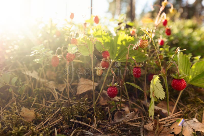 Wild Strawberries at Sunset in a Pine Forest. Stock Photo - Image of ...