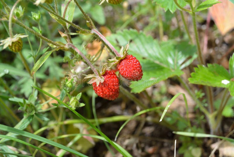 Wild strawberries stock image. Image of vegetable, fruits - 55420191