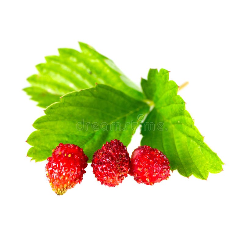 Wild Strawberries with Leaves Isolated on a White Background Stock ...