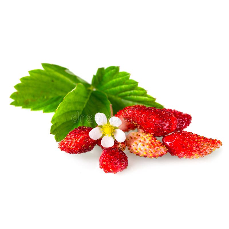 Wild Strawberries with Leaves Isolated on a White Background Stock ...