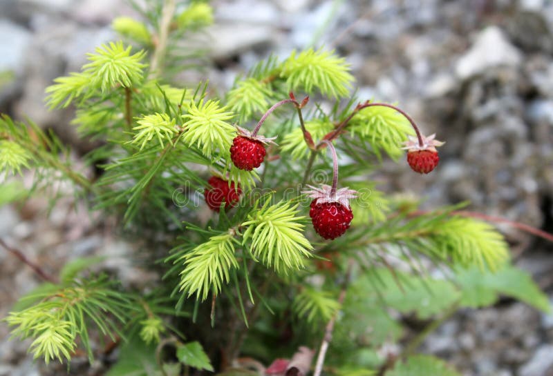 Wild strawberries stock photo. Image of wild, plants - 33243296