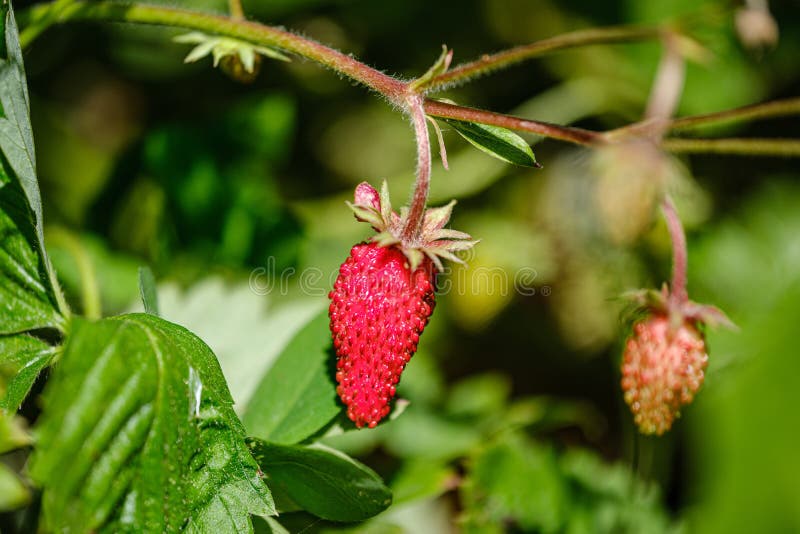 Wild Strawberries Red Growing on the Ground Stock Photo - Image of ...