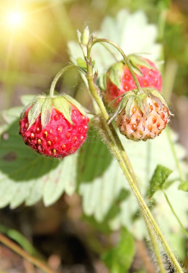 Wild strawberries stock image. Image of leafage, outdoor - 37738885