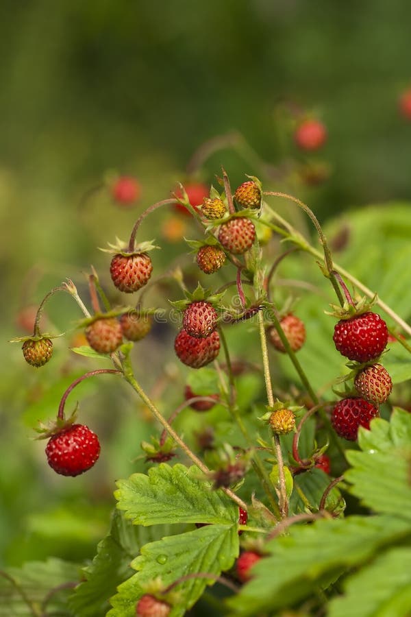 Wild strawberries stock image. Image of wild, unripe - 48846261