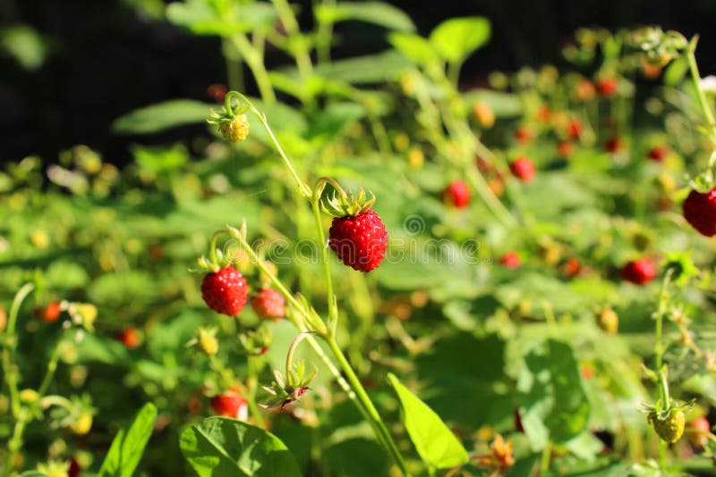 Wild Strawberries in a Spring Stock Photo - Image of garden, collecte ...