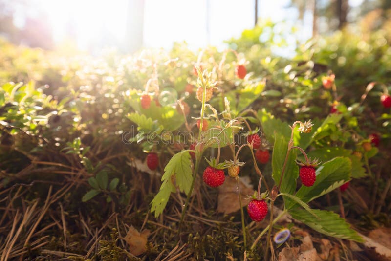 Wild Strawberries at Sunset in a Pine Forest Stock Photo - Image of ...