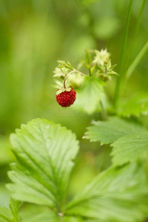 Wild strawberry stock photo. Image of market, natural - 10591424