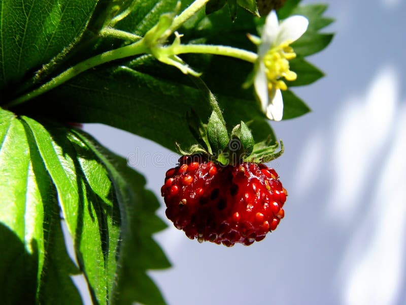 Wild strawberry stock photo. Image of wild, dinner, green - 10764