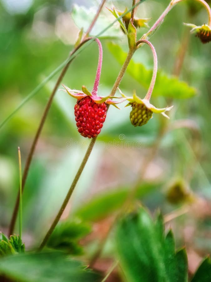 Red and Unripe Wild Strawberry Stock Image - Image of stem, plant ...