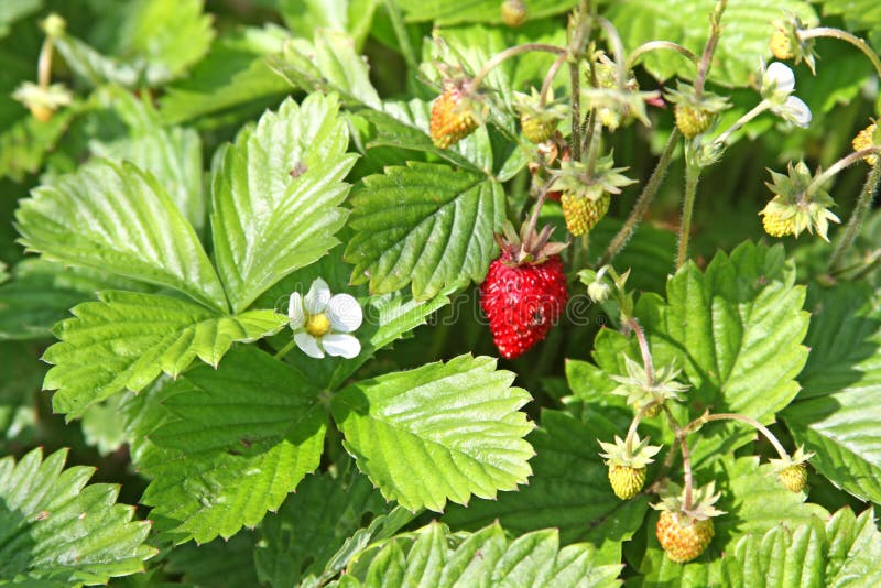 Wild strawberry stock image. Image of plants, juicy, close - 14674799