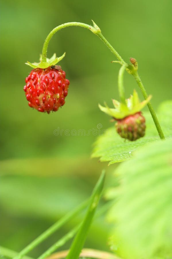 Wild strawberry stock photo. Image of sweet, small, woods - 16585626