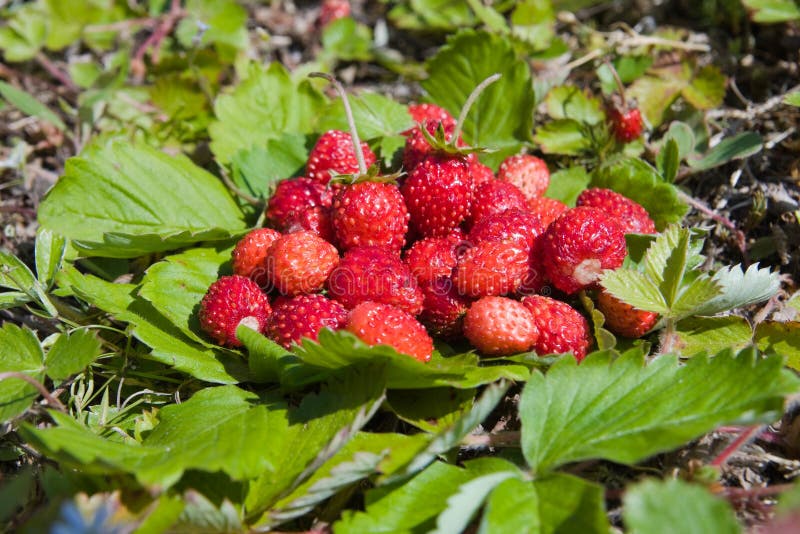 Wild strawberry stock image. Image of fresh, ripe, small - 16959235