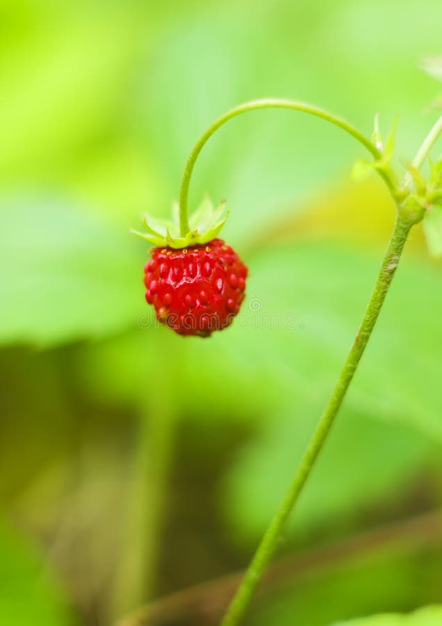 Wild strawberry stock image. Image of garden, floral - 25481263