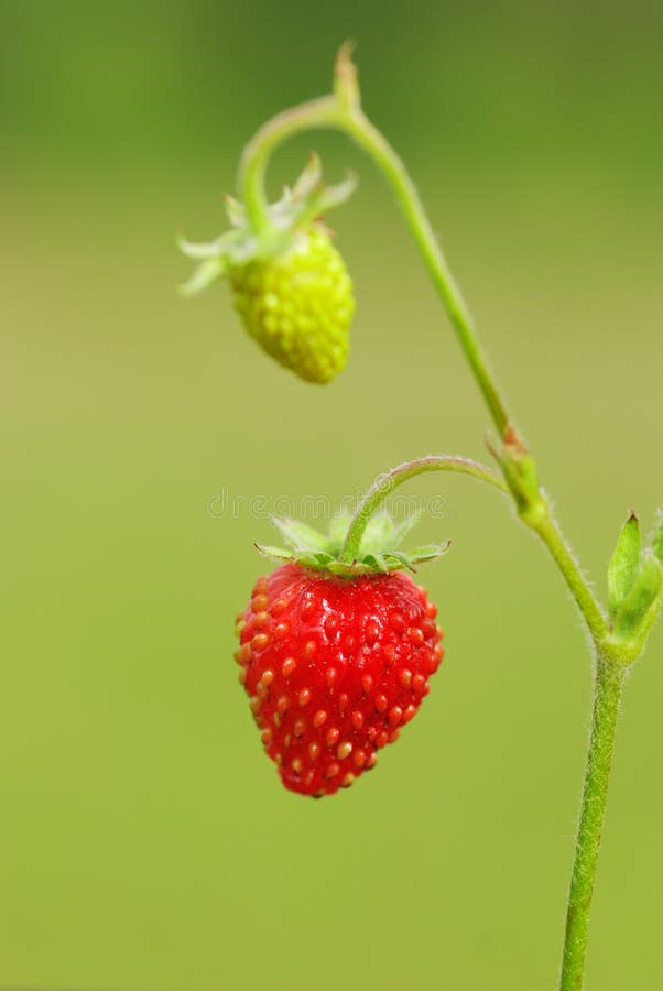 Wild strawberry stock photo. Image of nature, diet, healthy - 2784176