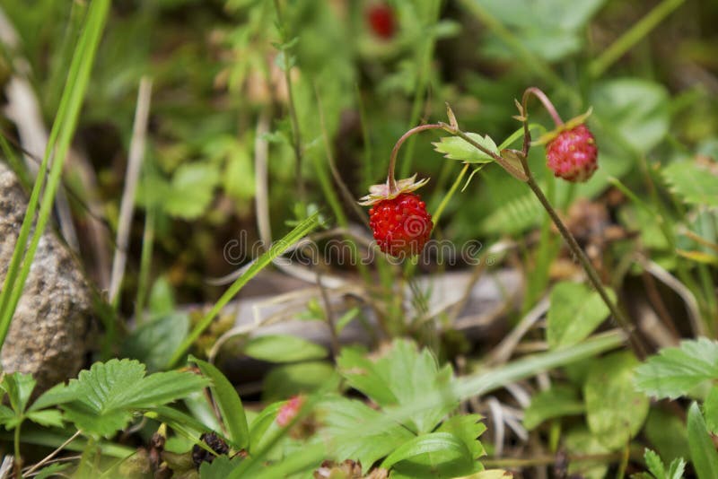Wild strawberry stock image. Image of fruit, appetizing - 28259259