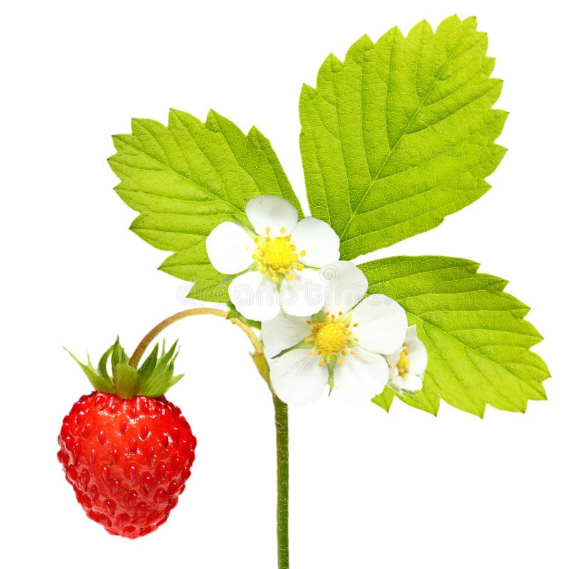 Stalk of Wild Strawberry with Red Juicy Berries and Green Leaves Close ...
