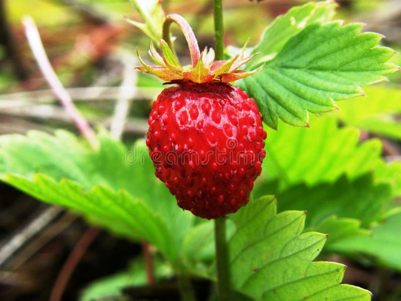 Wild strawberry stock image. Image of berry, perfect - 46813459