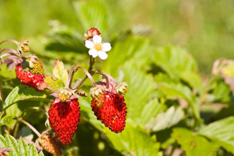 Wild strawberry stock image. Image of grown, delicious - 6403689