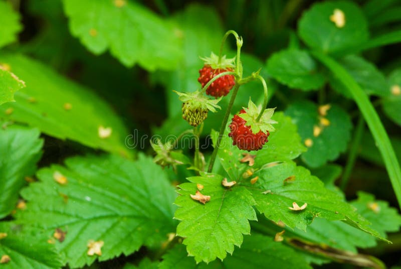 Wild strawberry stock photo. Image of diet, healthy, leaf - 8121744
