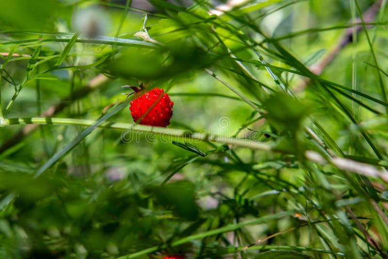 Wild Strawberry Berry Grows among Grass Stock Photo - Image of fresh ...