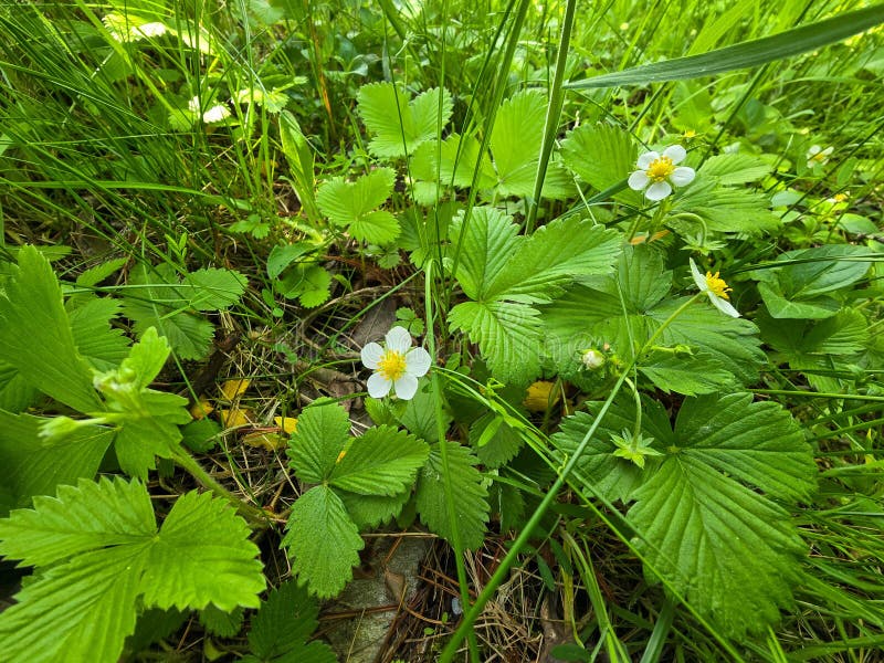 Wild Strawberry Blossom Delicate Spring Magic of the Forest Stock Photo ...