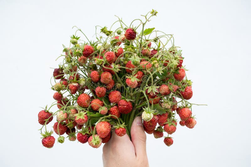 Wild Strawberry Bunch with Leaves. Stock Photo - Image of berry, bush ...