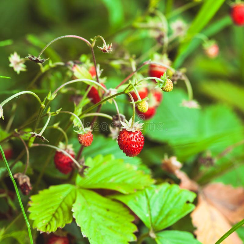 Strawberry bush stock photo. Image of grow, leaf, stem - 25987796
