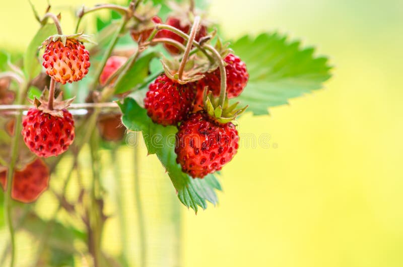 Wild strawberry stock image. Image of berry, detail, color - 41662225