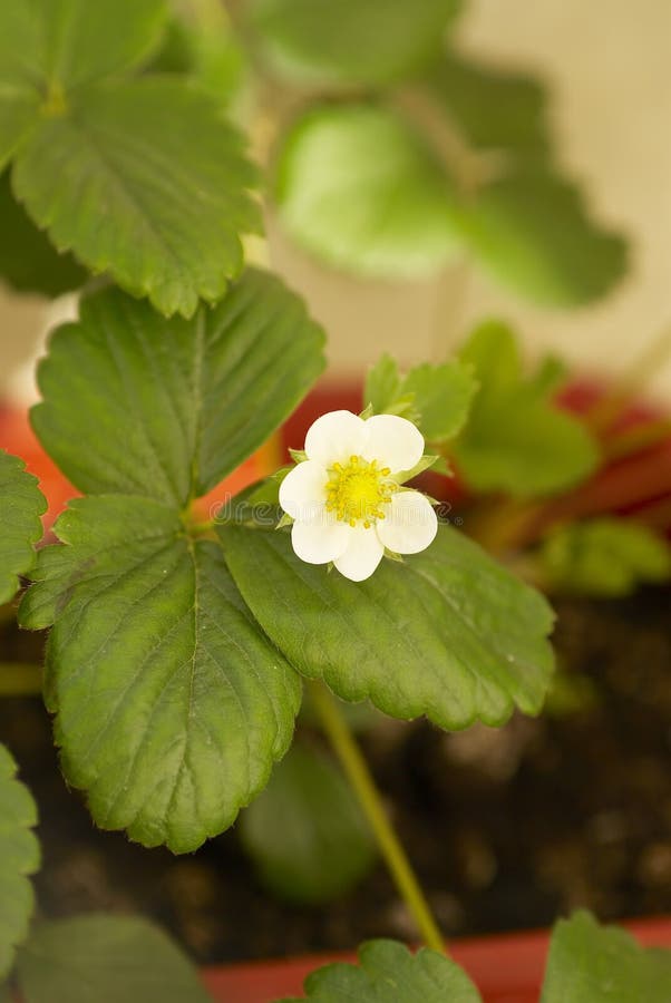 Wild strawberry flower stock image. Image of plant, green - 14791761