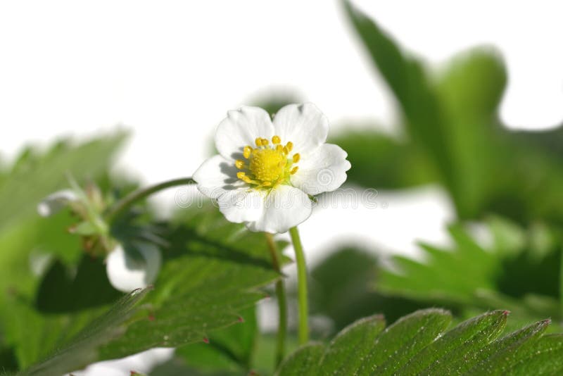 Wild strawberry flower stock image. Image of garden, plant - 92523983
