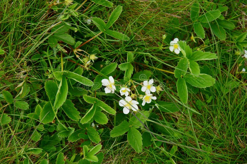 Wild Strawberry Flowers in Spring. Stock Photo - Image of healthy ...