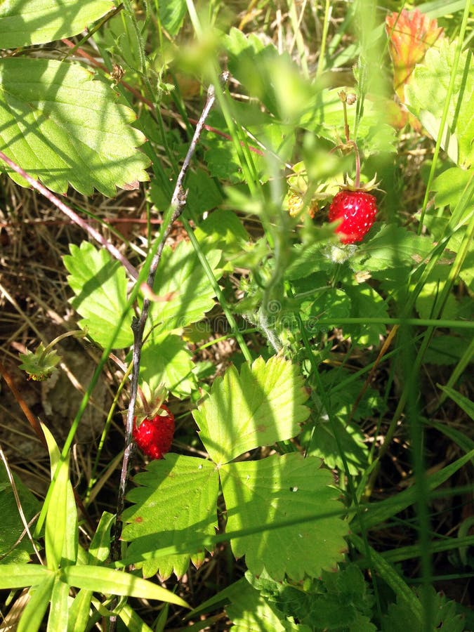 Wild Strawberry in the Forest. Delicious Berries of Summer Stock Photo ...