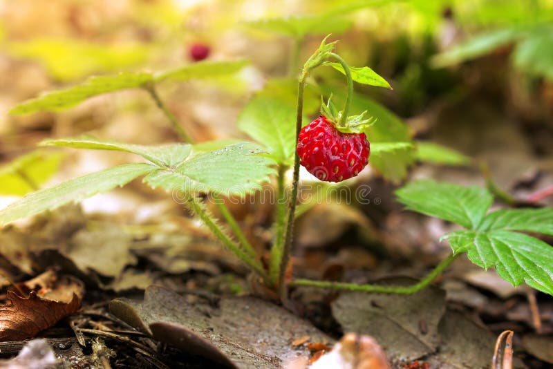 Wild strawberry in forest stock photo. Image of floral - 88109234