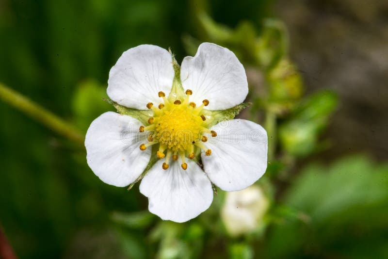 Wild Strawberry Flower stock photo. Image of fruit, appetizing - 212431156