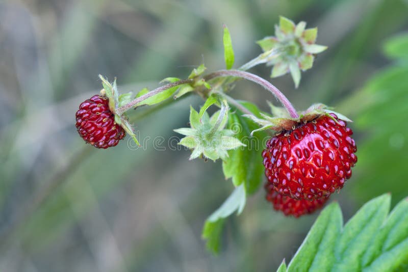 Wild Strawberry (Fragaria Vesca) Stock Image - Image of berries ...