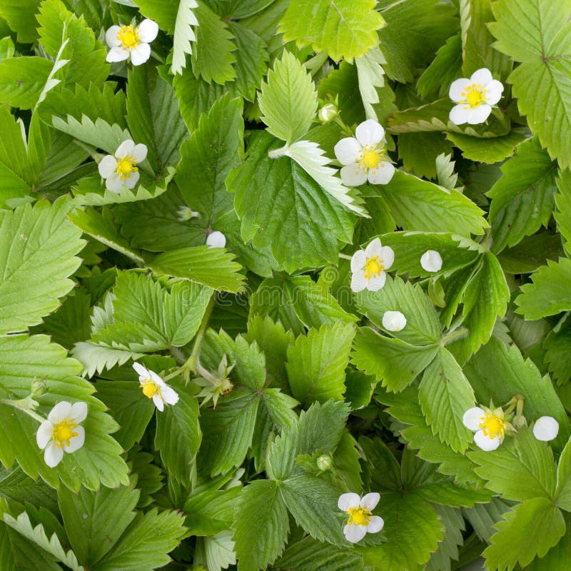 Wild strawberry stock image. Image of fragaria, herbal - 92531025