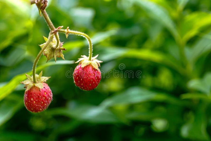 Wild Strawberry Fruits Small Grow among the Grass, Midsummer Stock ...