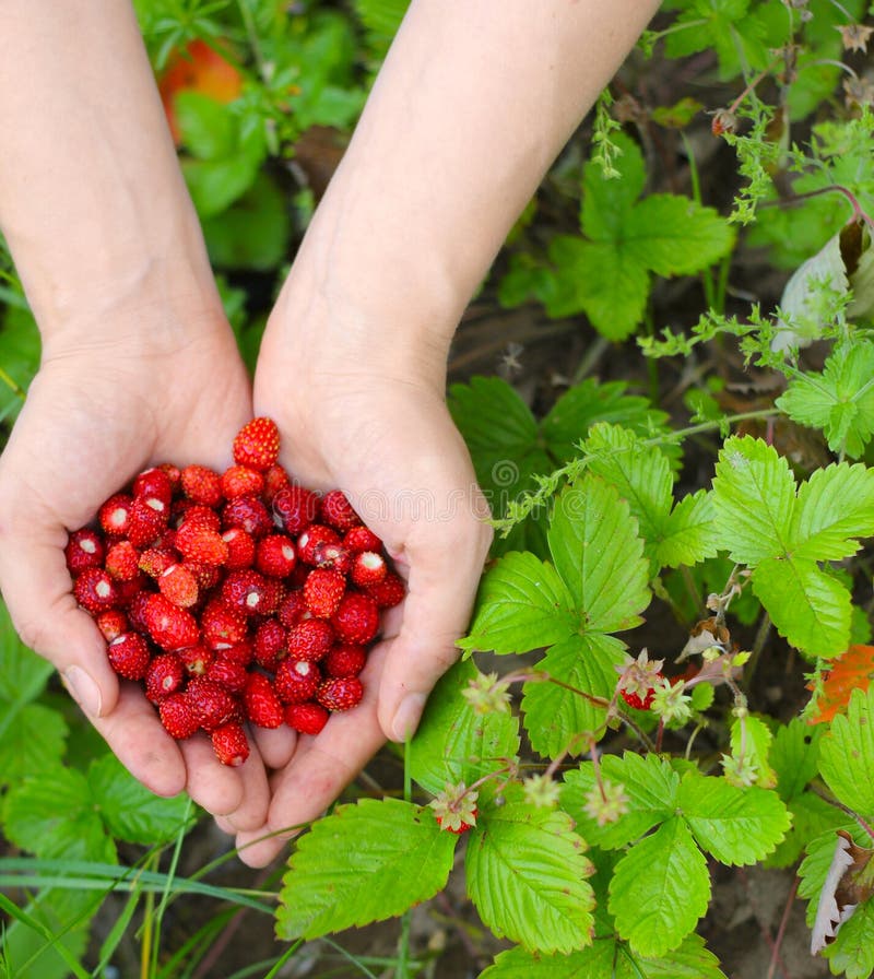 Wild strawberry in hands stock image. Image of fruit - 25474403
