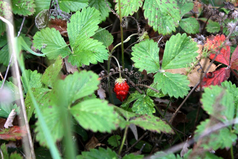 Wild strawberry stock photo. Image of object, group - 100386216