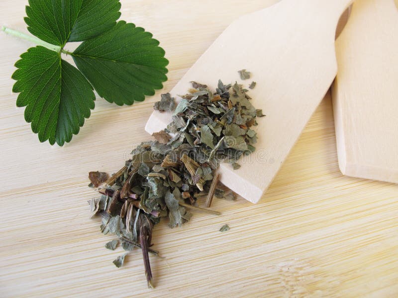 Wild Strawberry Leaves, Fragariae Folium Stock Image - Image of ...