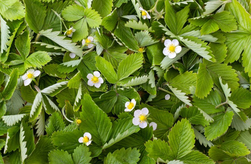 Wild strawberry leaves stock image. Image of fragaria - 93209349