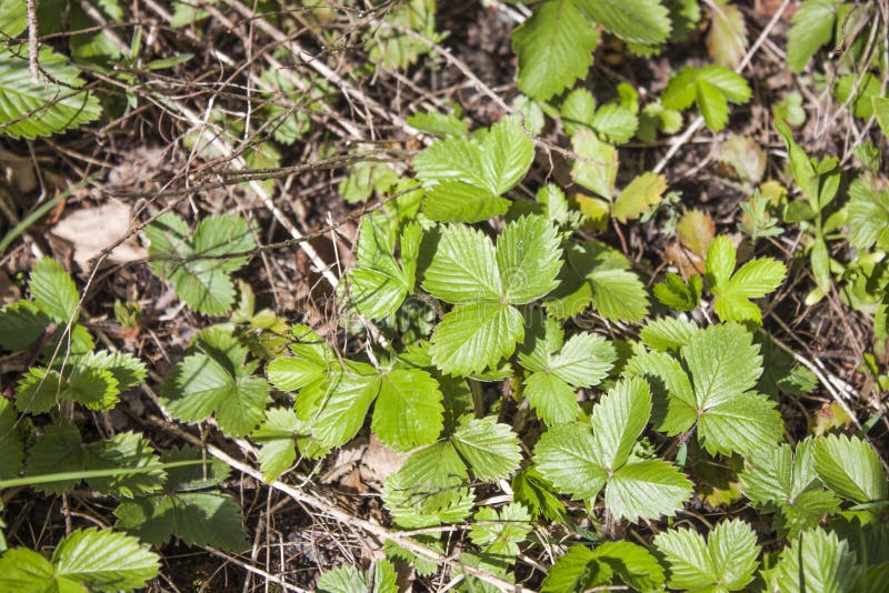 Wild strawberry leaves stock image. Image of healthy - 57502629