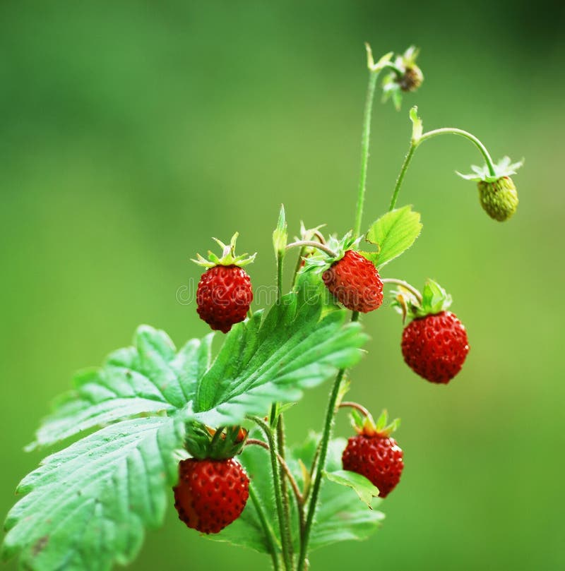 Wild strawberry in nature stock image. Image of botany - 5952453