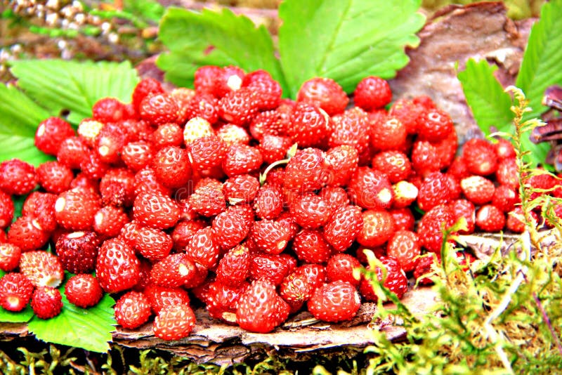 Wild Strawberry on the Pine Bark Stock Image - Image of wild, macro ...
