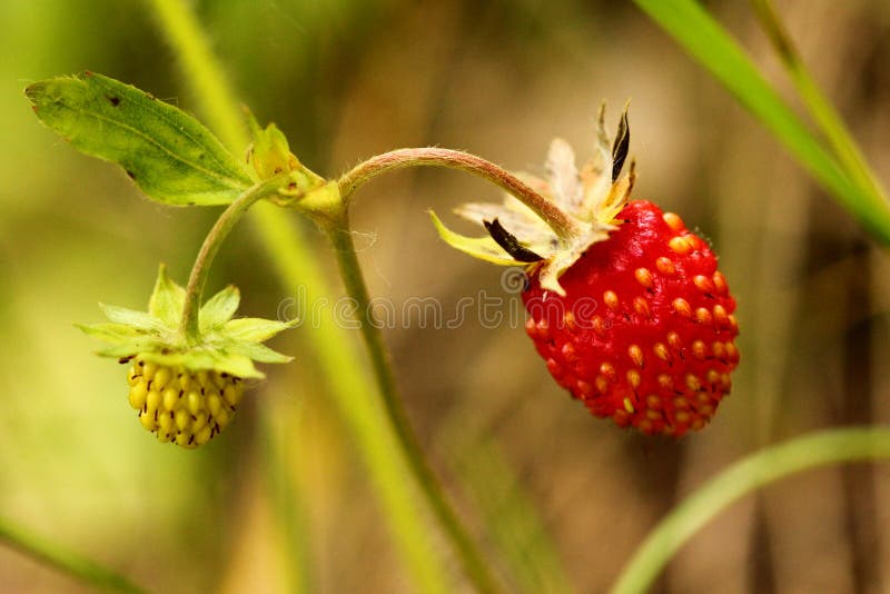 Wild strawberry stock image. Image of close, leaves, desire - 42217281