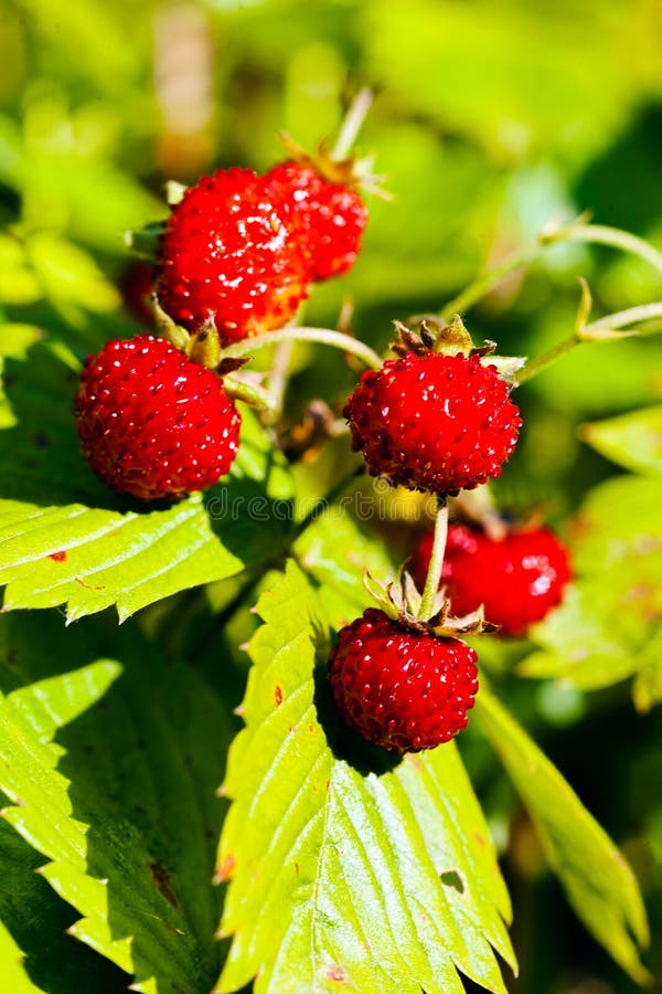 Wild strawberry stock image. Image of nature, strawberry - 72837463
