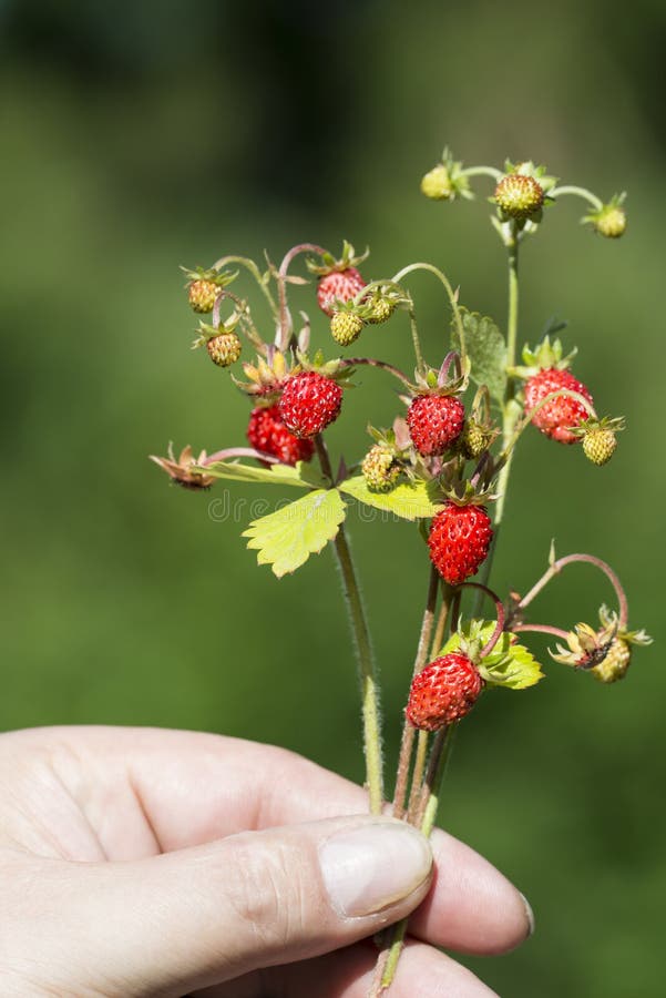 Wild strawberry stock image. Image of garden, berry, bunch - 73574197
