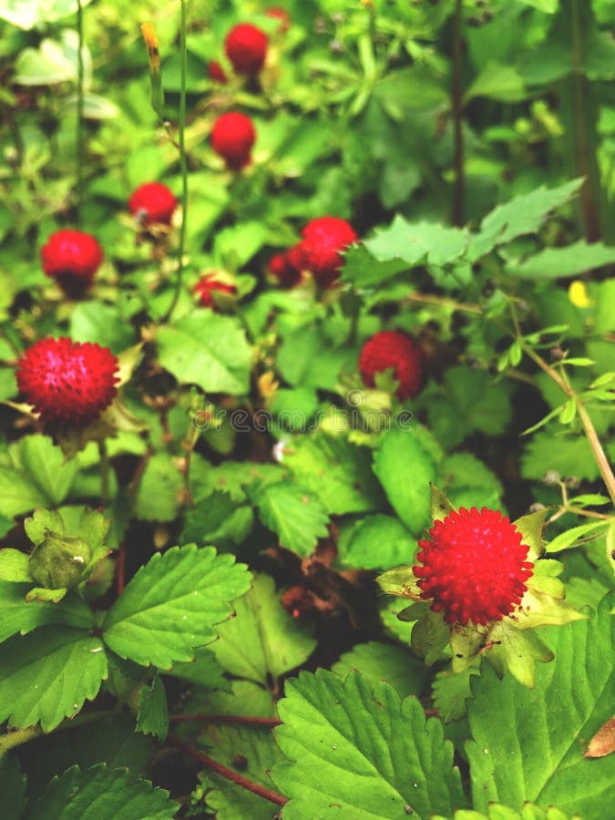 Wild Strawberry stock photo. Image of wild, strawberries - 91946028