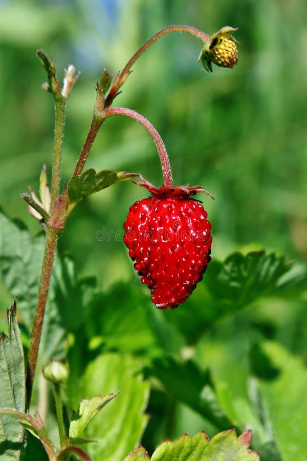 Wild strawberry stock photo. Image of nature, beautiful - 42888318
